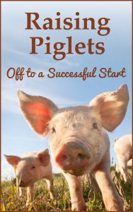 Raising Piglets - Off to a Successful Start - Countryside